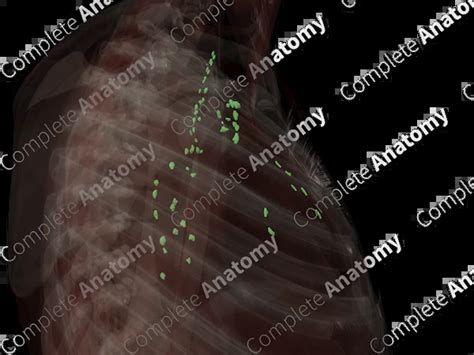 Mediastinal Lymph Nodes Complete Anatomy