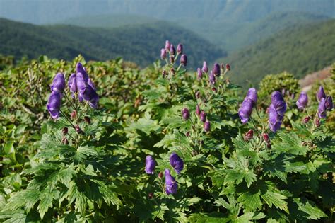 南中央蔵王縦走 不忘山屏風岳熊野岳