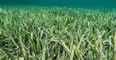 The Worlds Most Giant Plant Seagrass Discovered Off The Australian