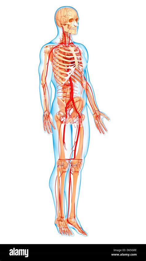 Body Arteries High Resolution Stock Photography And Images Alamy