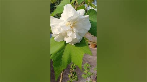 Flowers Garden একটি সুন্দর স্থলপদ্ম যা দেখলে মন ভরে যায় Youtube