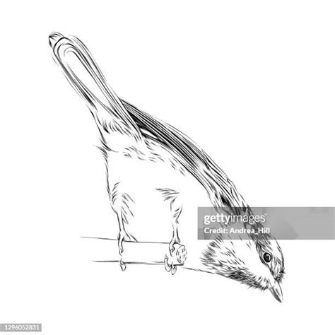 Cross Hatching Drawing Photos And Premium High Res Pictures Getty Images