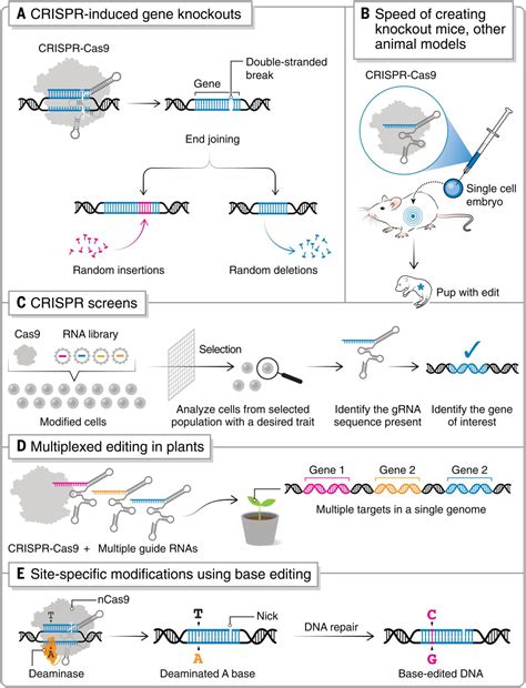Geneediting Crispr Agriculture Plants Crops Hamed Al Taweel Dr Rer Nat 🧬