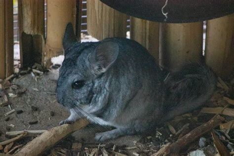 Chinchilla Care Faqs Vet Care Hospital