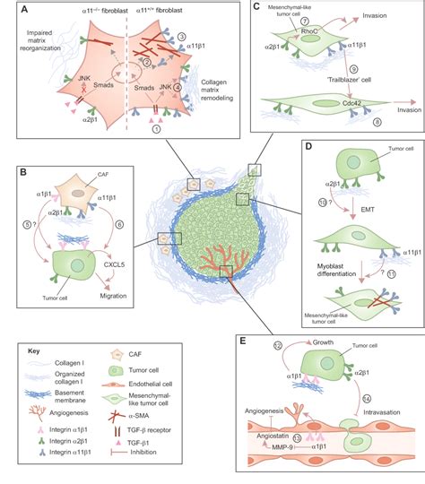 Figure 2 From The Integrin Collagen Connection A Glue For Tissue