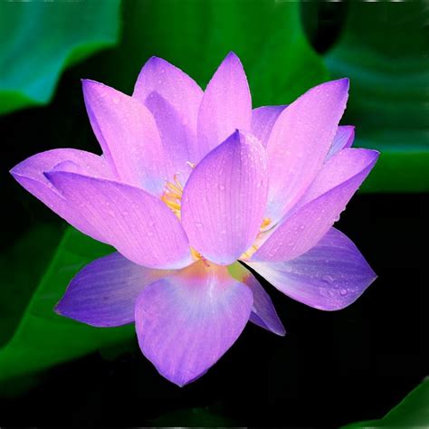 Bryana Vidéo Youtube