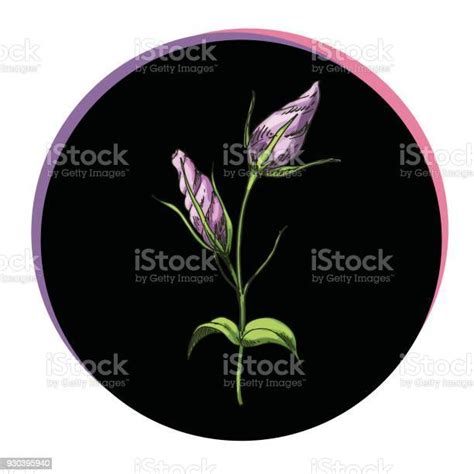 검은 원 안에 아름 다운 Eustoma 새싹 꽃입니다 꽃 벡터입니다 0명에 대한 스톡 벡터 아트 및 기타 이미지 0명 5월