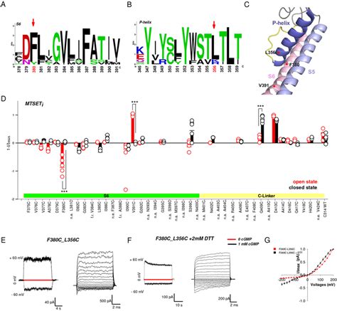 Cysteine Scanning Mutagenesis In S6 And C Linker And S S Bridges