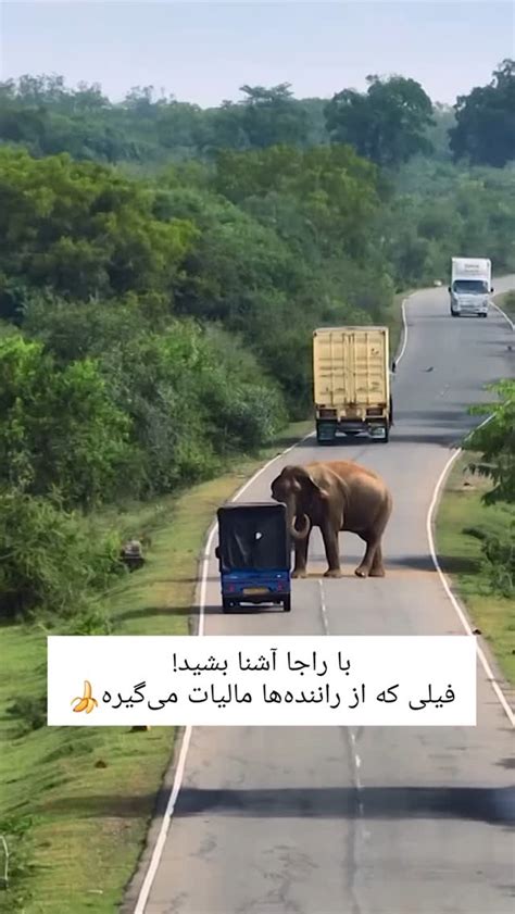 honare eshq instagram on Pinno خواستی از اینجا رد بشی مالیات راجا رو فر