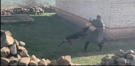 Army Assault Dog Zoom Wounded During Encounter With Militants Punekar