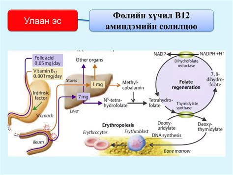 цусны физиологи Pptx