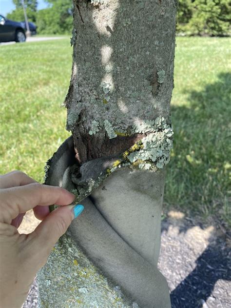 Should We Remove This Fabric Rarborists