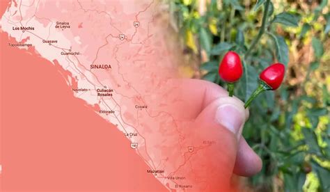 Oro Rojo El Chile Chiltepín En La Sierra De Sinaloa Tus Buenas Noticias