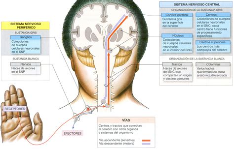 5 Leyes Biologicas Nueva Medicina Germanica Sistema Nervioso