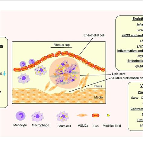 Lncrna Classification Schematic Diagram Depicting Different Classes