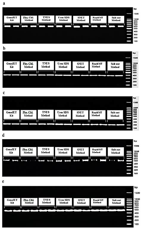 Pcr Amplification Comparison Between Seven Different Dna Isolation Download Scientific Diagram