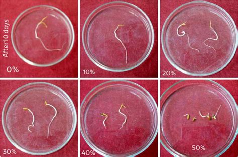 Effect Of Different Concentration Of Culture Filtrates On Seedling Growth Download Scientific