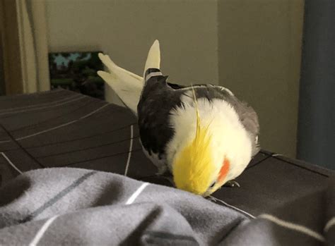 Cockatiel Lifespan In The Wild Vs Captivity Caringforfeathers