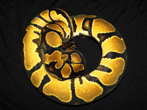 Orange Dream Yellow Belly Morph List World Of Ball Pythons