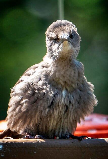 Premium Photo Ruffled Feathers