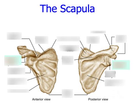 The Scapula Diagram | Quizlet