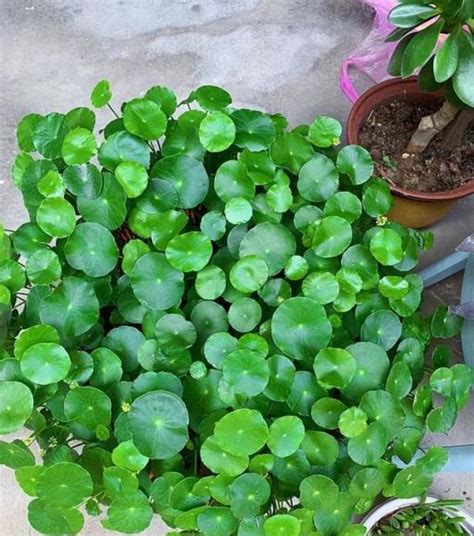 養了3年銅錢草，堅決拉進「黑名單」，網友：再也不想養它！ Imomo植物識別