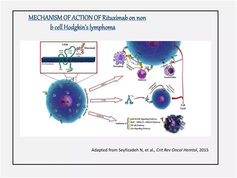 Monoclonal Antibody In Cancer Therapy Pptx