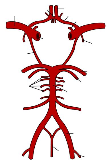 Intracranial Arteries Diagram Quizlet
