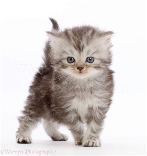 Silver Tabby Persian Cross Kitten Photo Wp45536