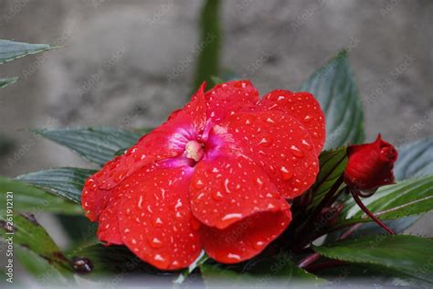 Estas Son Diferentes Tipos De Flores Fotos Tomadas En Diferentes Lugares Y Jardines Aqui