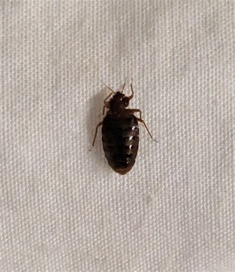 2917 Best Bedbugs Images On Pholder Bedbugs Whatsthisbug And