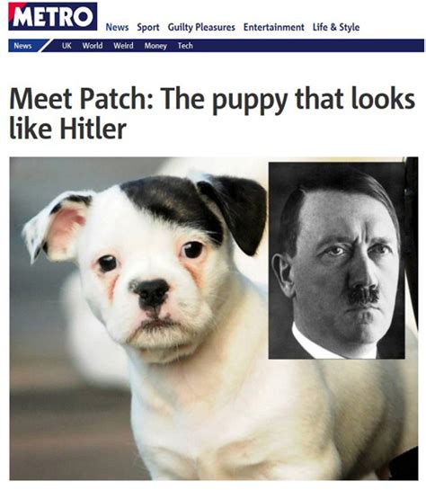 히틀러 닮은 강아지 머리 콧수염 딱이네~