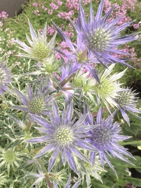Eryngium Bourgatii Picos Blue — The Botanic Nursery And Gardens