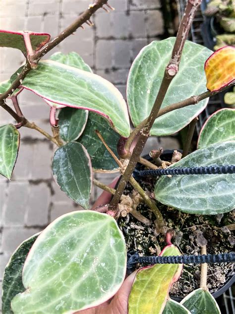 All The Hoya Macrophylla Care Tips You Need To Know