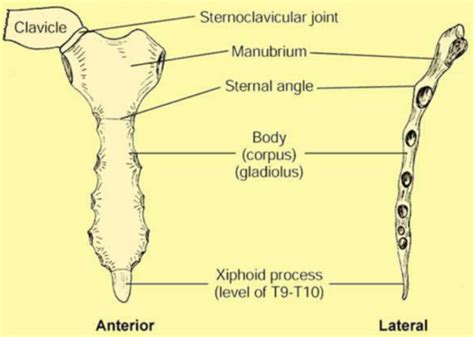 Radt 150 Bony Thorax Sternum And Ribs Anatomy And Pathology Flashcards