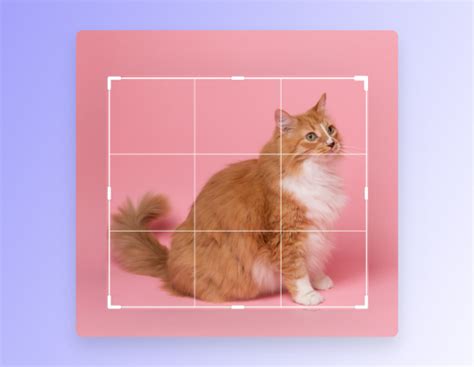 이미지 자르기 온라인에서 무료로 이미지 자르기 Fotor