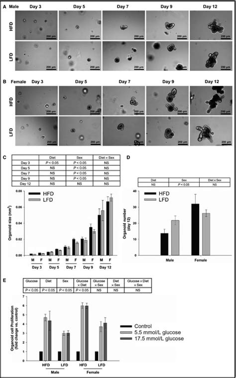 Sex Differences Influence Intestinal Epithelial Stem Cell Proliferation