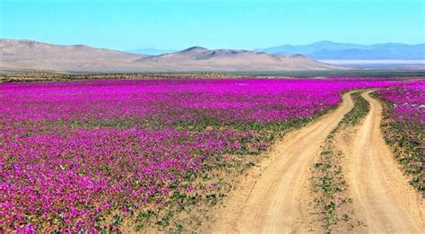 El Milagro Del Desierto De Atacama Inspimundo