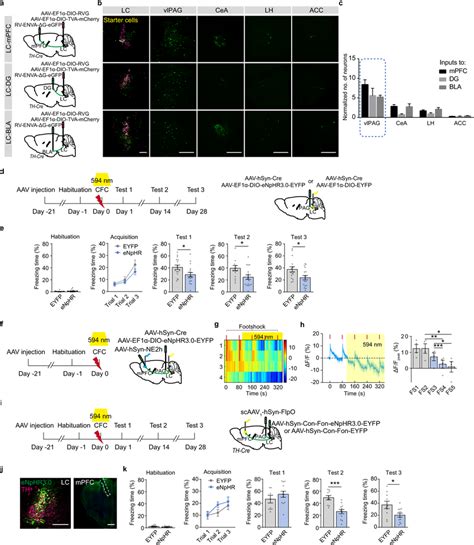 Lc Mpfc Ne Release Innervated By The Pag Is Required For Remote Memory Download Scientific