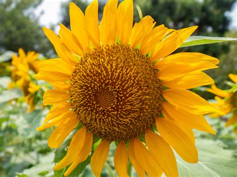 園児が咲かせた大輪の花 By 220 （id：12577745） 写真共有サイト Photohito
