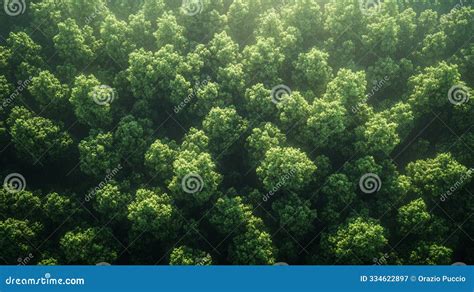 Sun Rays Penetrating Through Dense Cedar Tree Canopy Aerial