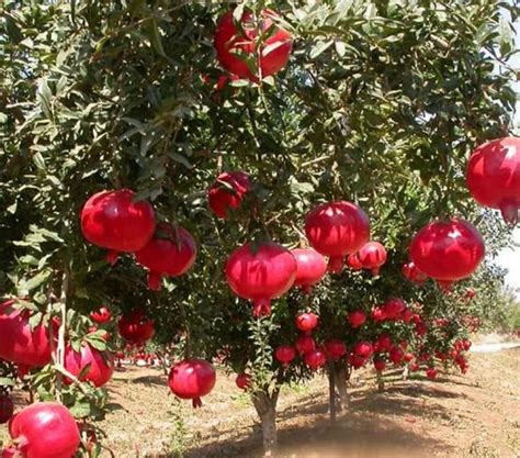 Hybrid Fruit Plants At Gabriella Raiwala Blog