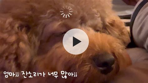 잔소리 듣다가 잠든 강아지 ㅋㅋㅋㅋㅋㅋㅋㅋㅋㅋㅋㅋㅋㅋㅋㅋㅋㅋㅋ 웃긴영상 강아지 잔소리 Youtube