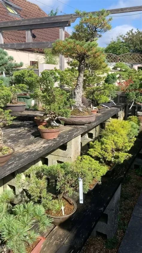 Japanese White Pine Bonsai Pinus Parviflora Care Success
