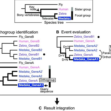 Schematic Overview Of Orthoscope Analysis A Orthogroup