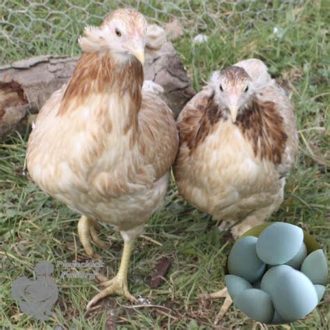 Araucana Hens