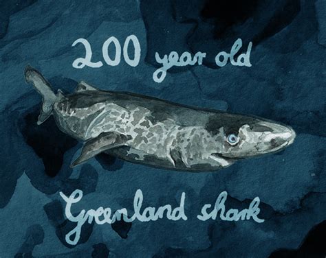 200 Year Old Greenland Shark By Sleepy Badger Games