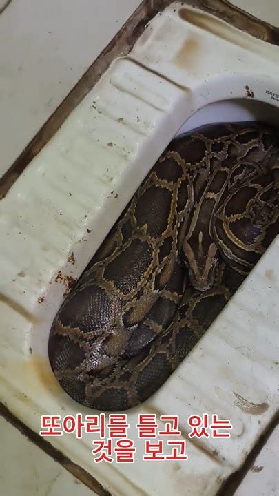 뱀이 우리 집 유일한 변기에서 잠들어 있었다 Youtube