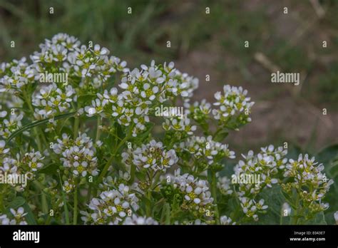 Scurvy Grass Scurvy Grass Cochlearia Officinalis Once Used To