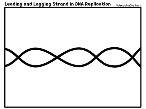 Leading And Lagging Strand In Dna  By Sarinasunbeam On Deviantart